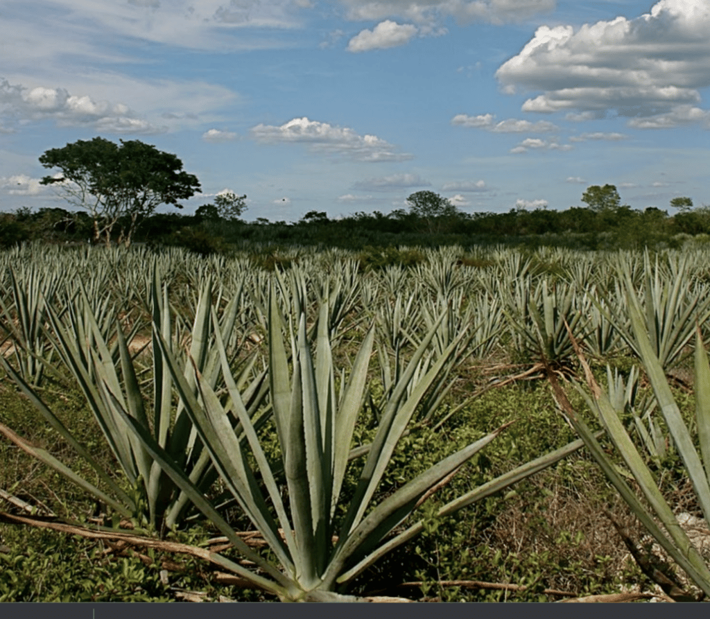 Two Cultures Intertwined – Museum of the Peace Corps Experience